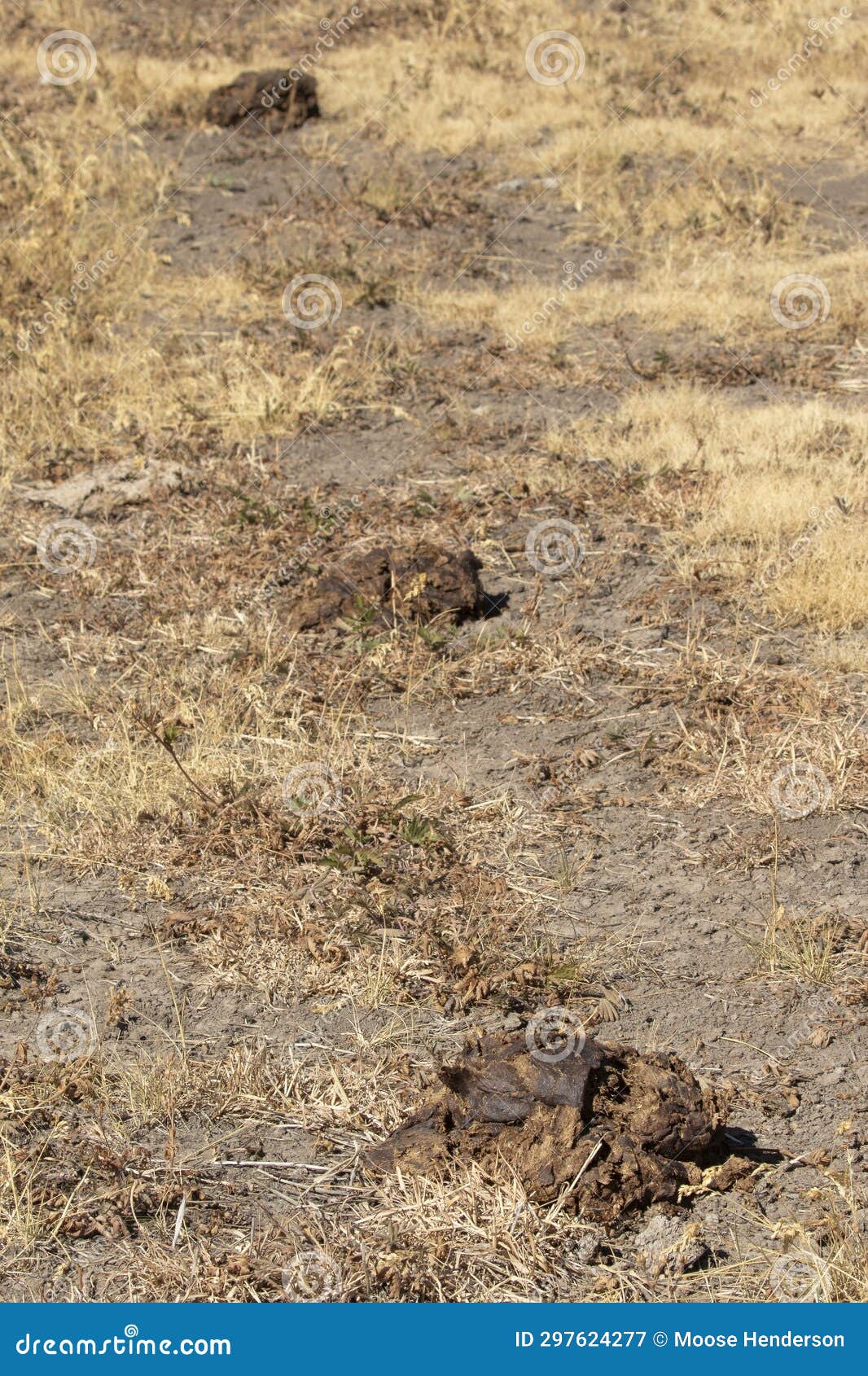 Cow Feces On The Grass, Fertilizer Manure, Cow Cake, Poop Royalty-Free ...