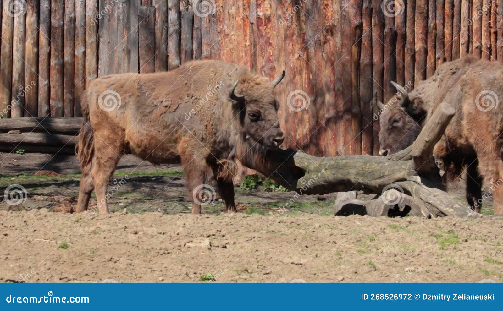 A Bison Scratches on a Tree. Bison Sheds Old Wool. Stock Footage ...