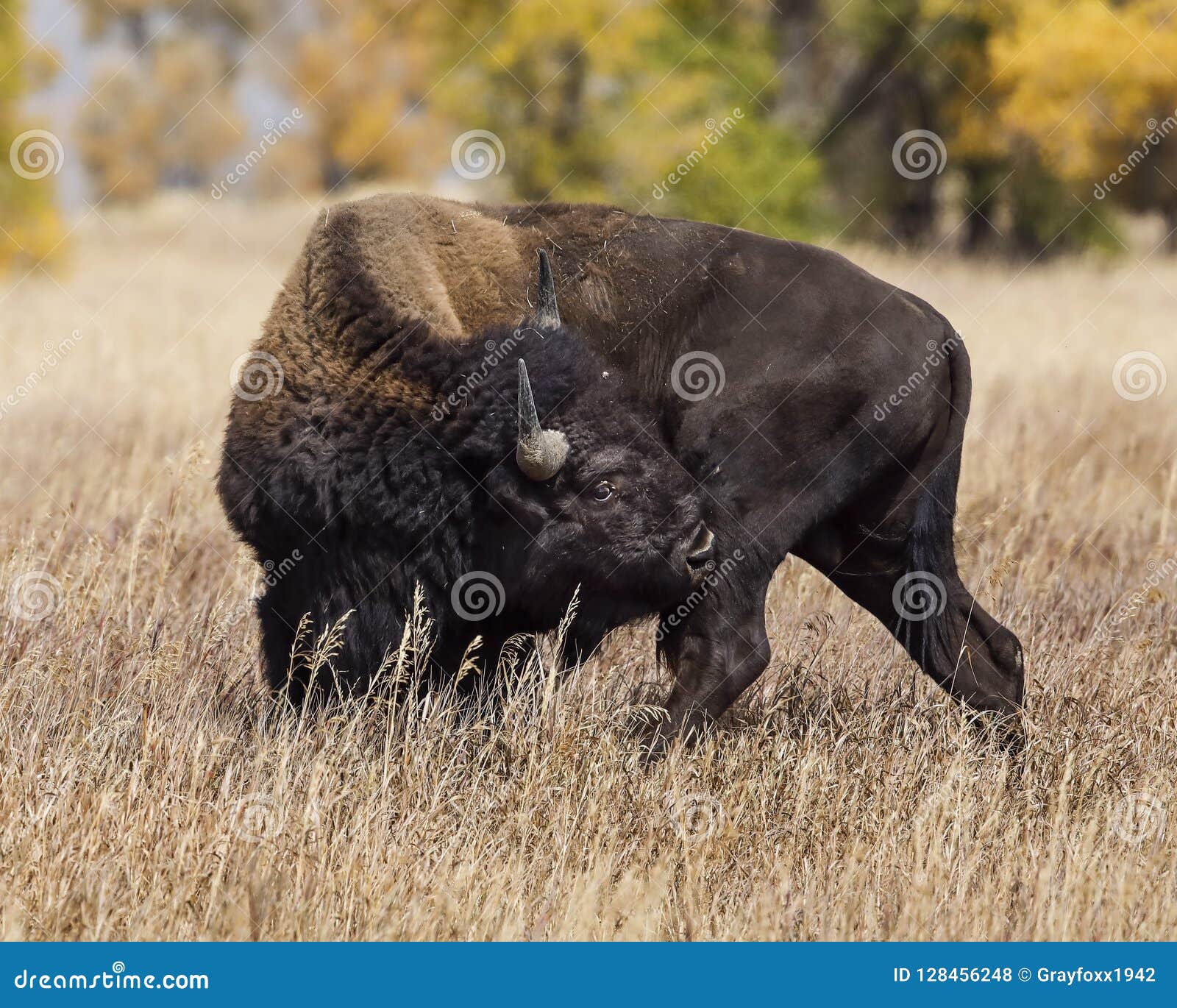 Bison scratching an itch stock photo. Image of meadow - 128456248