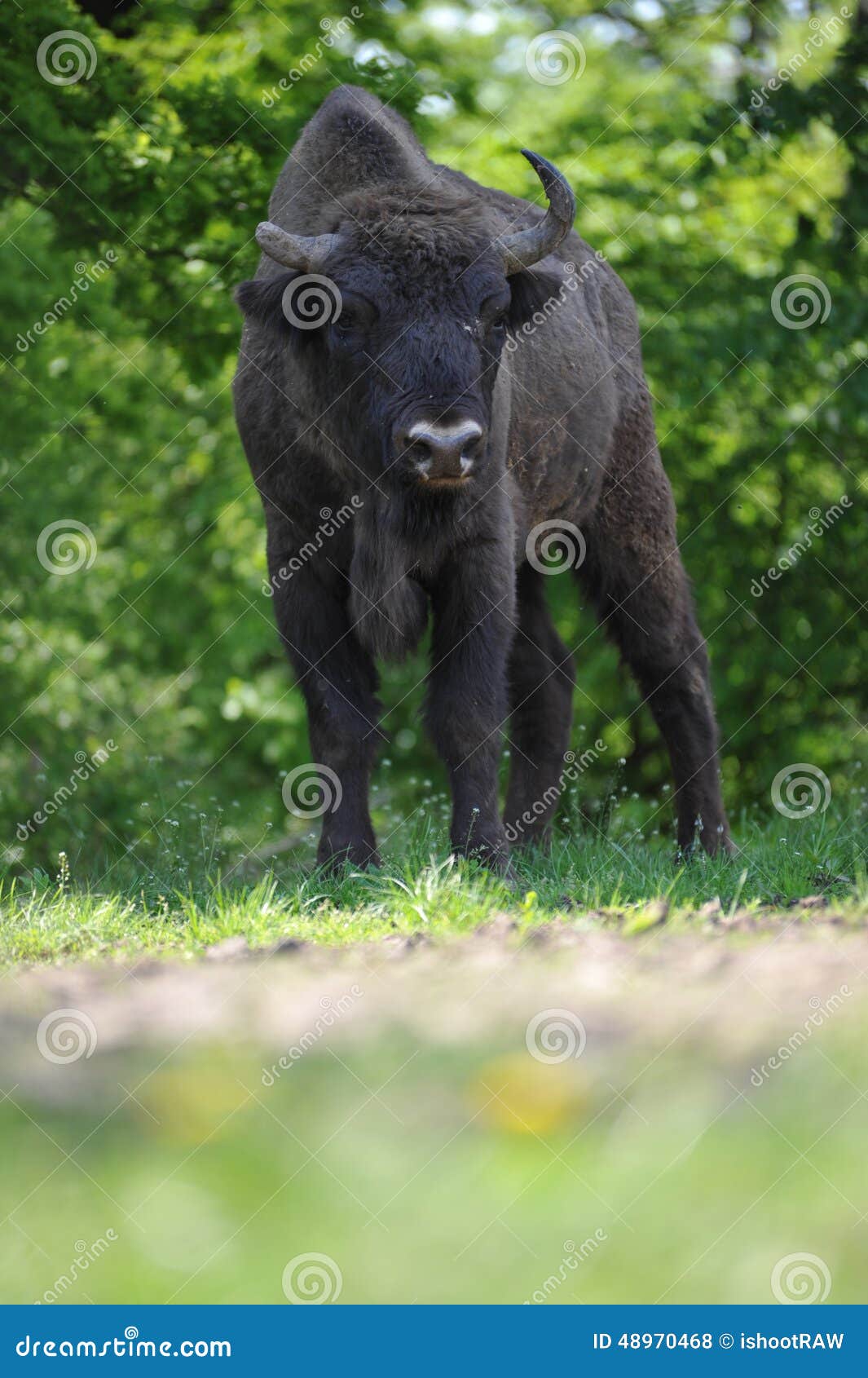 Bison stock photo. Image of huge, field, greece, bison - 48970468
