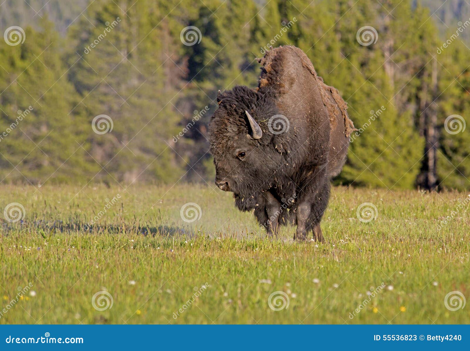 Bison Shaking Off the Dust from a Roll. Stock Image - Image of hoofed ...