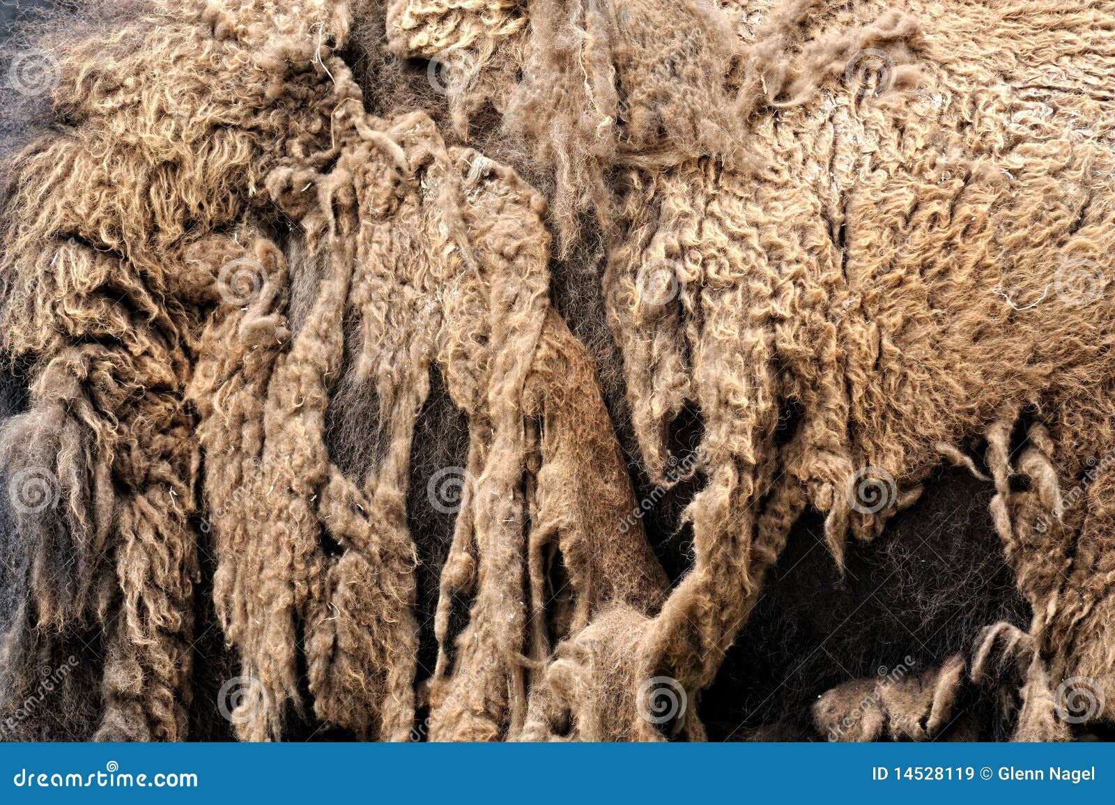 Bison shedding winter coat stock image. Image of animal - 14528119