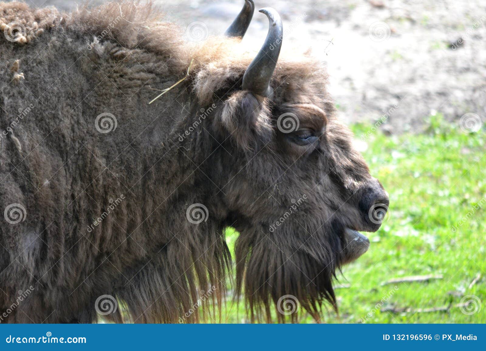 Bison - side view stock photo. Image of focus, animal - 132196596