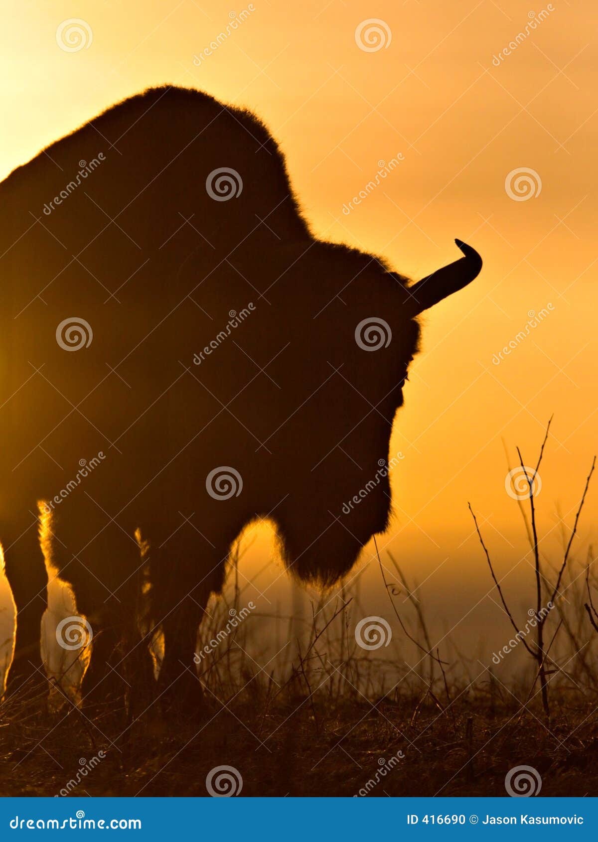 Bison Silhouette stock photo. Image of wildlife, canada - 416690