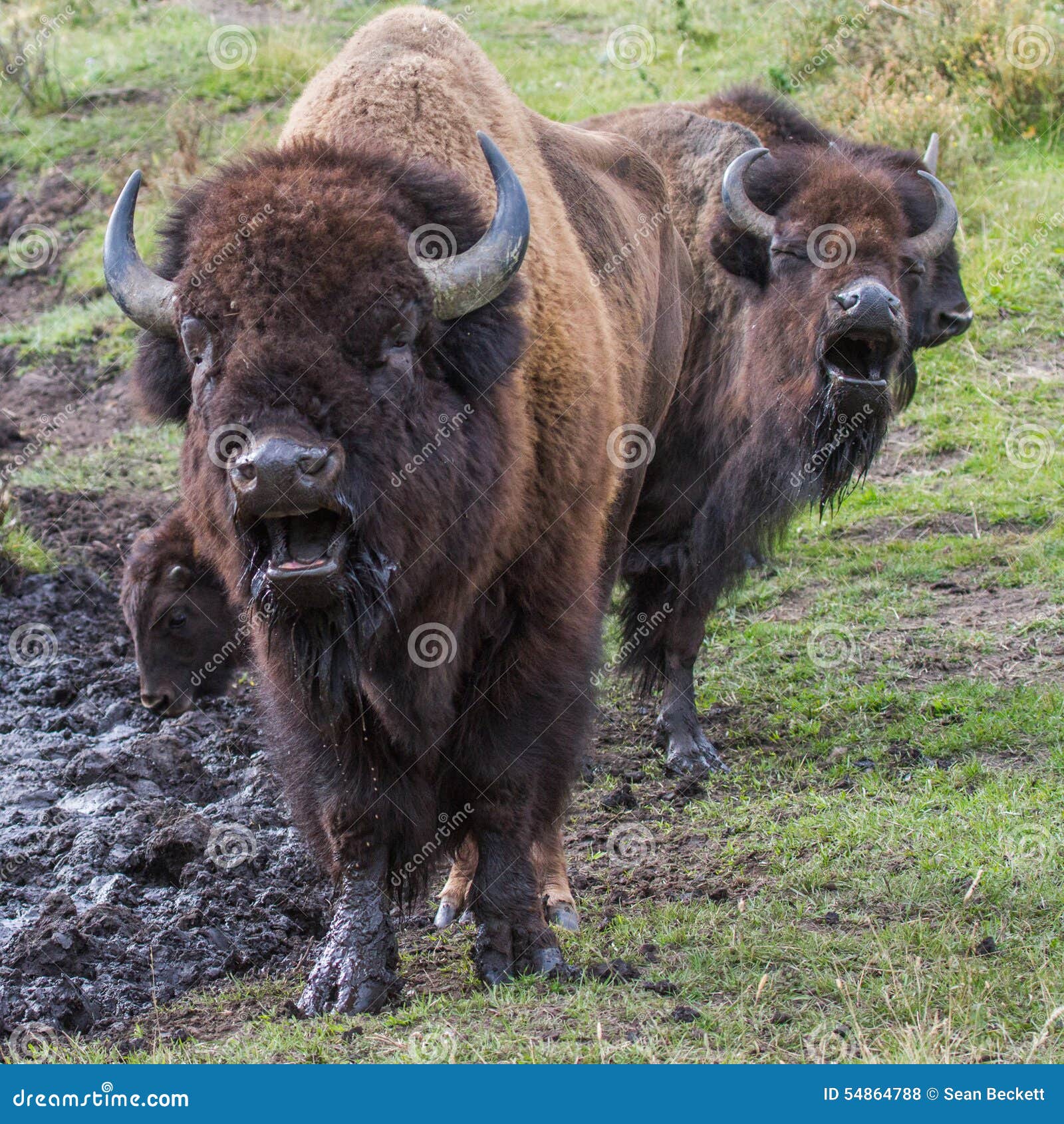 Bison singing stock photo. Image of nature, buffalo, wild - 54864788