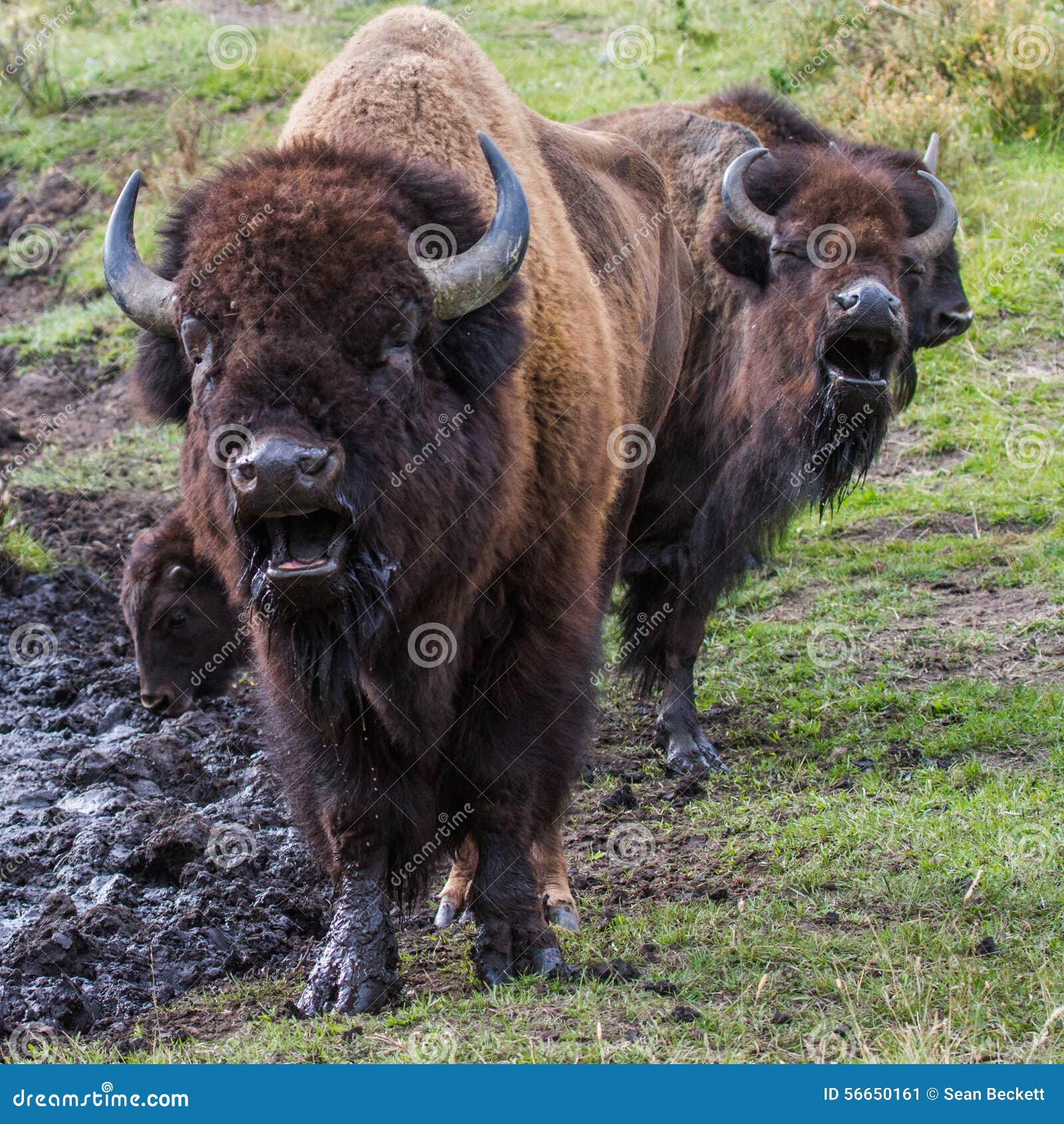 Bison singing stock image. Image of animal, megafauna - 56650161