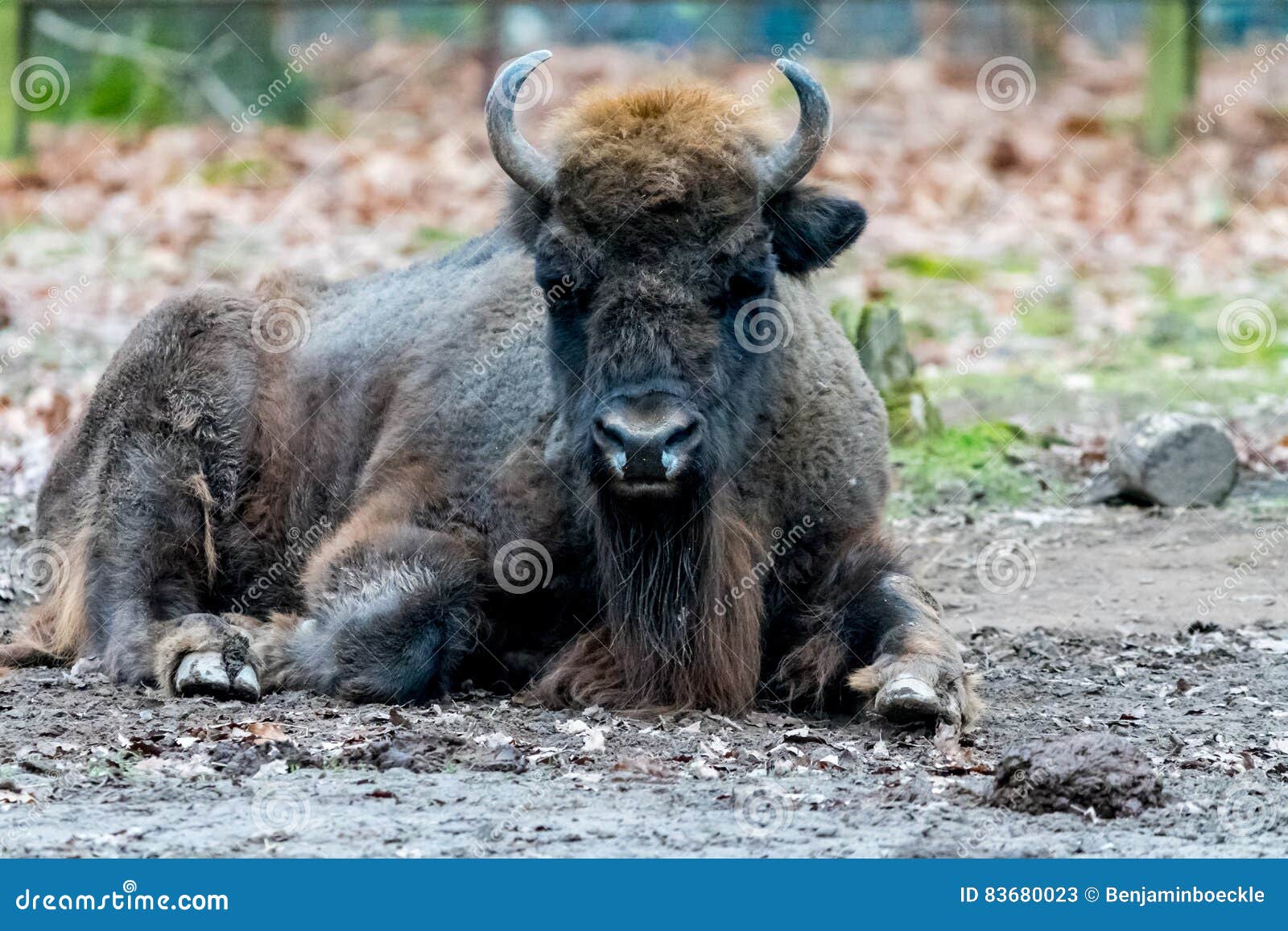 Bison Sitting on the Ground with Leafs in Background Stock Image ...