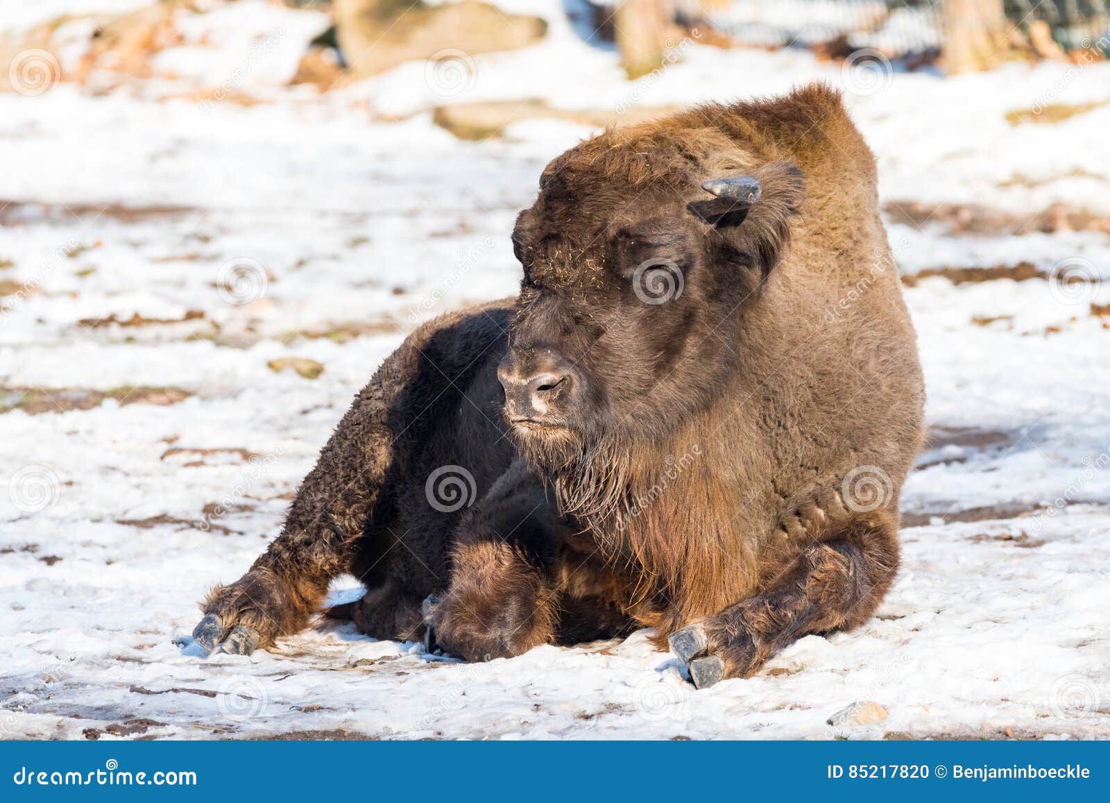 Bison Sitting on the Ground with Leafs and Snow in Background Stock ...