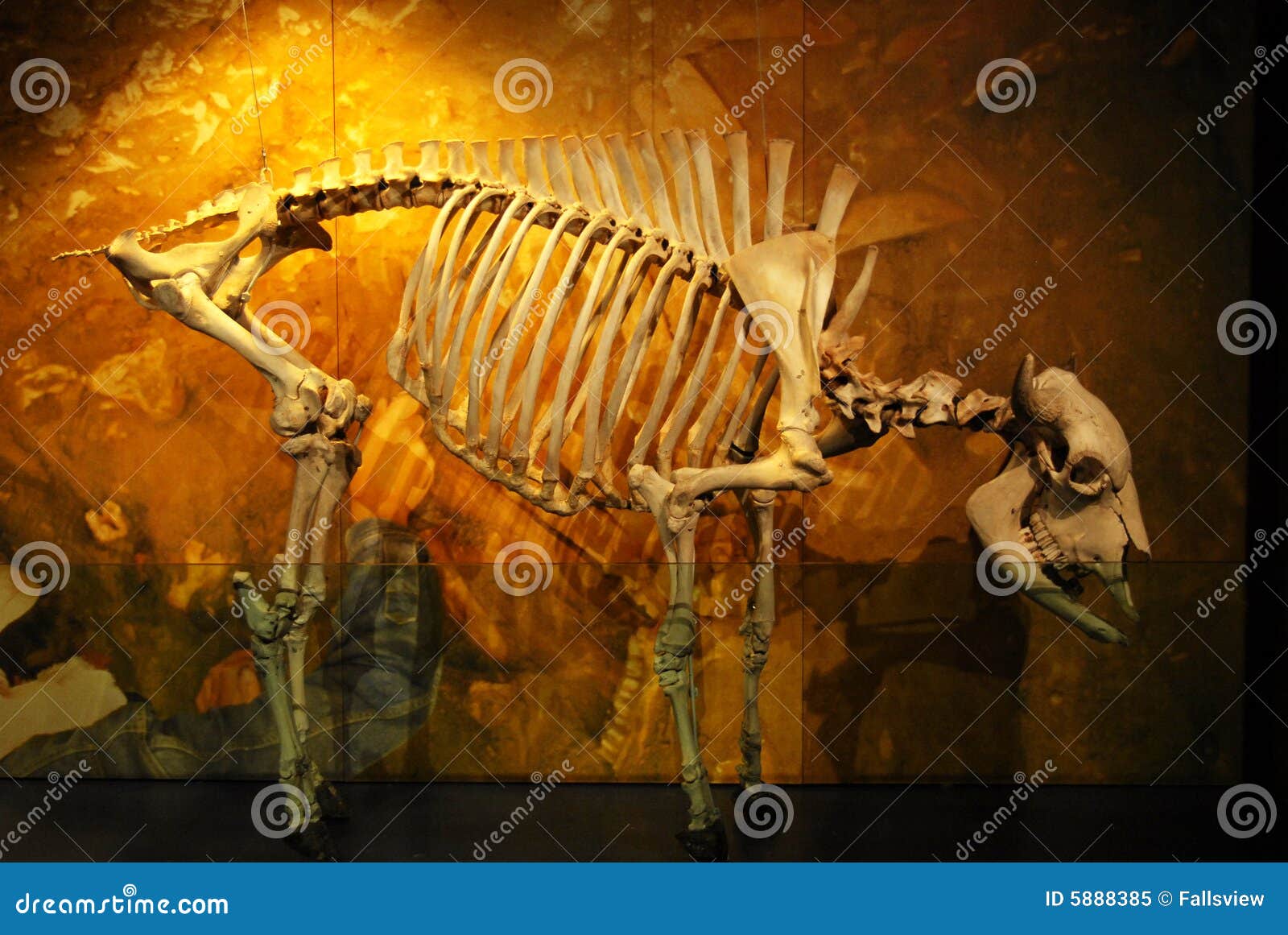 Bison skeleton stock image. Image of scale, ancient, body - 5888385