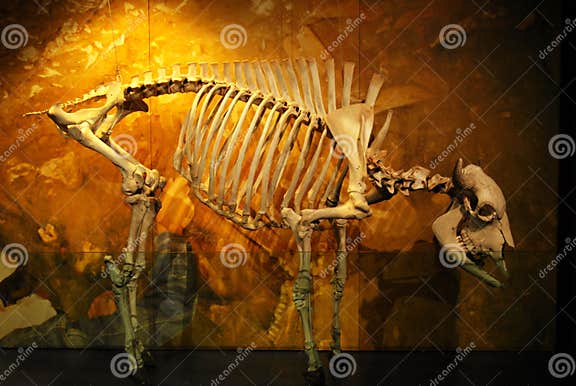 Bison skeleton stock image. Image of scale, ancient, body - 5888385