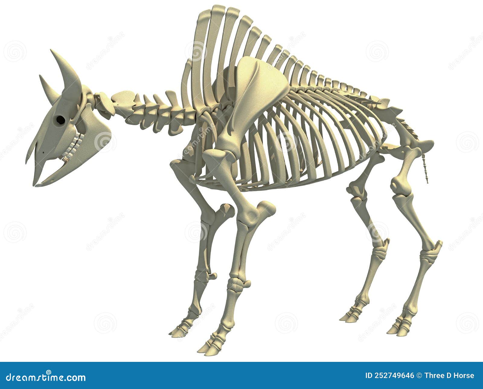 Bison Skeleton Anatomía 3d Renderización Stock de ilustración ...