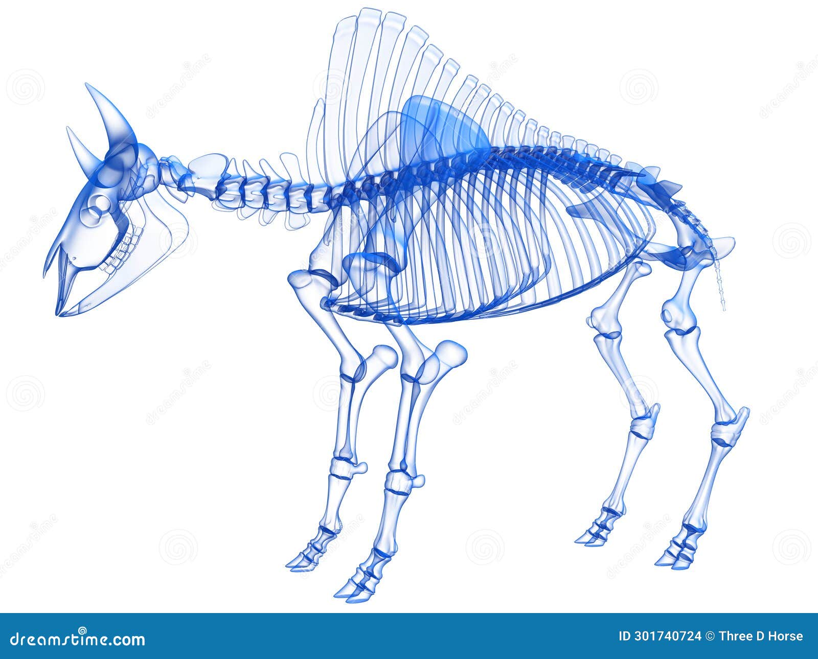 Bison Skeleton Anatomy 3D Transparent Rendering Stock Photo - Image of ...