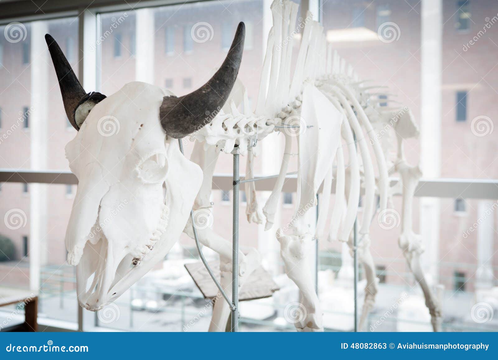 Bison Skeleton (Bison Bison) Stock Image - Image of educational, skull ...