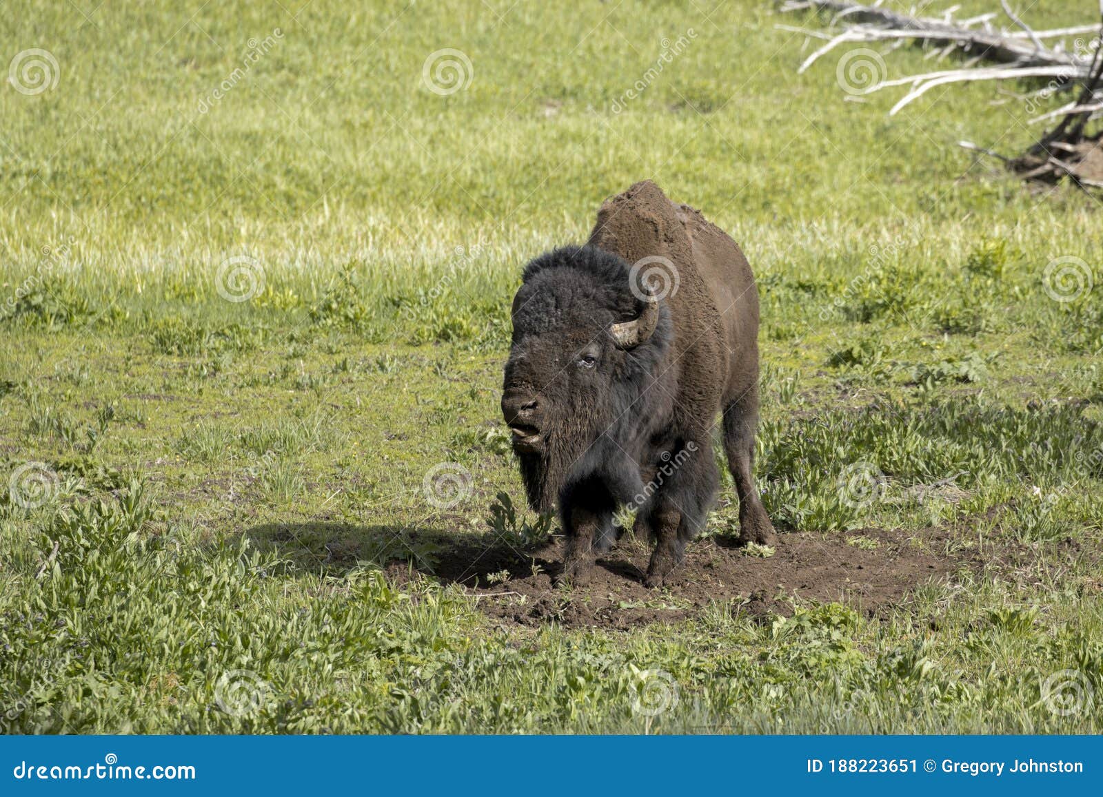 Bison Snorting and Making a Fuss Stock Image - Image of landscape ...