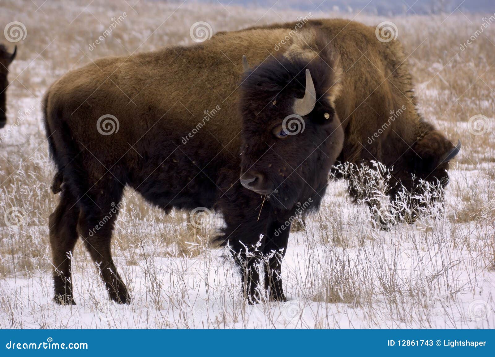 Bison and snow stock image. Image of prairie, tallgrass - 12861743