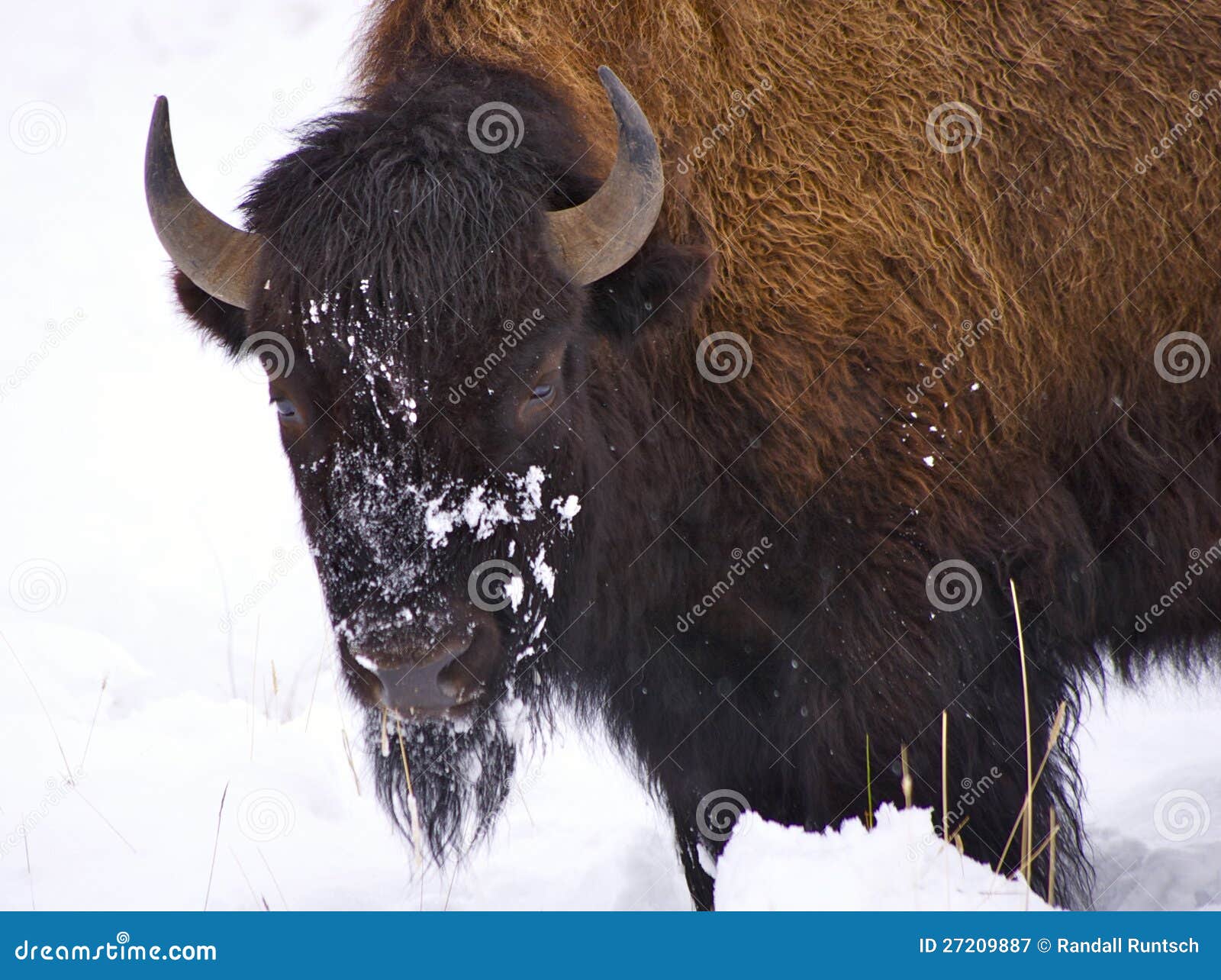 Bison in the Snow stock image. Image of horns, yellowstone - 27209887