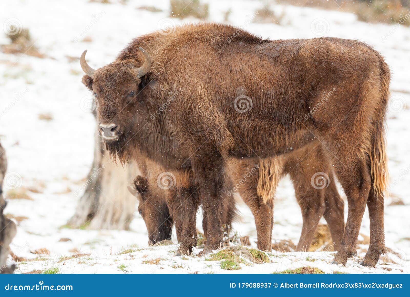 Bison on the snow stock image. Image of nature, bull - 179088937