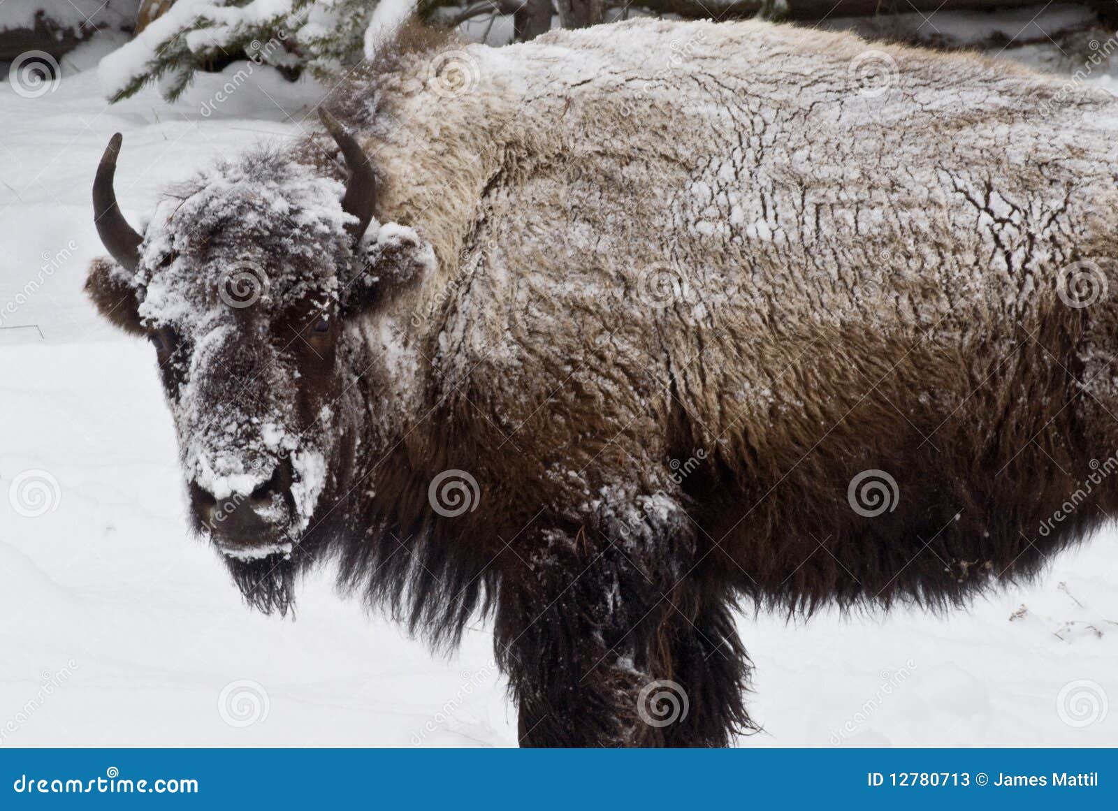 Bison in Snow Coat stock image. Image of world, wildlife - 12780713