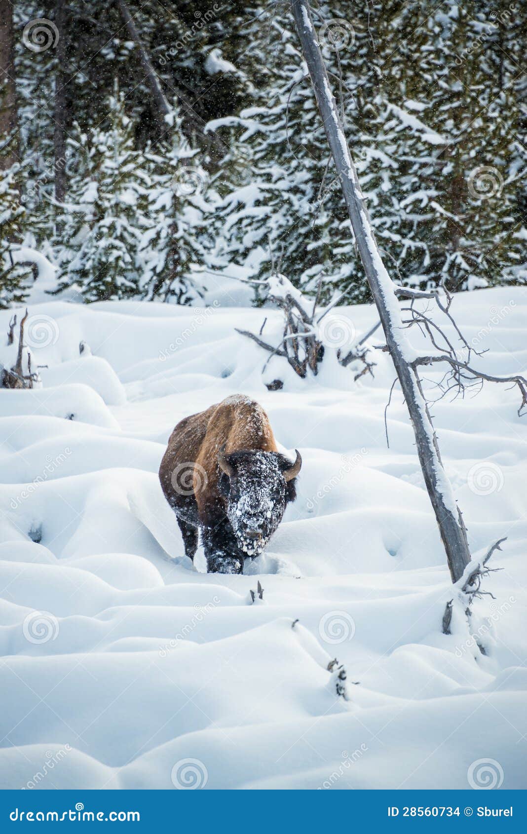 Bison in the Snow, Yellowstone Stock Photo - Image of winter, frozen ...