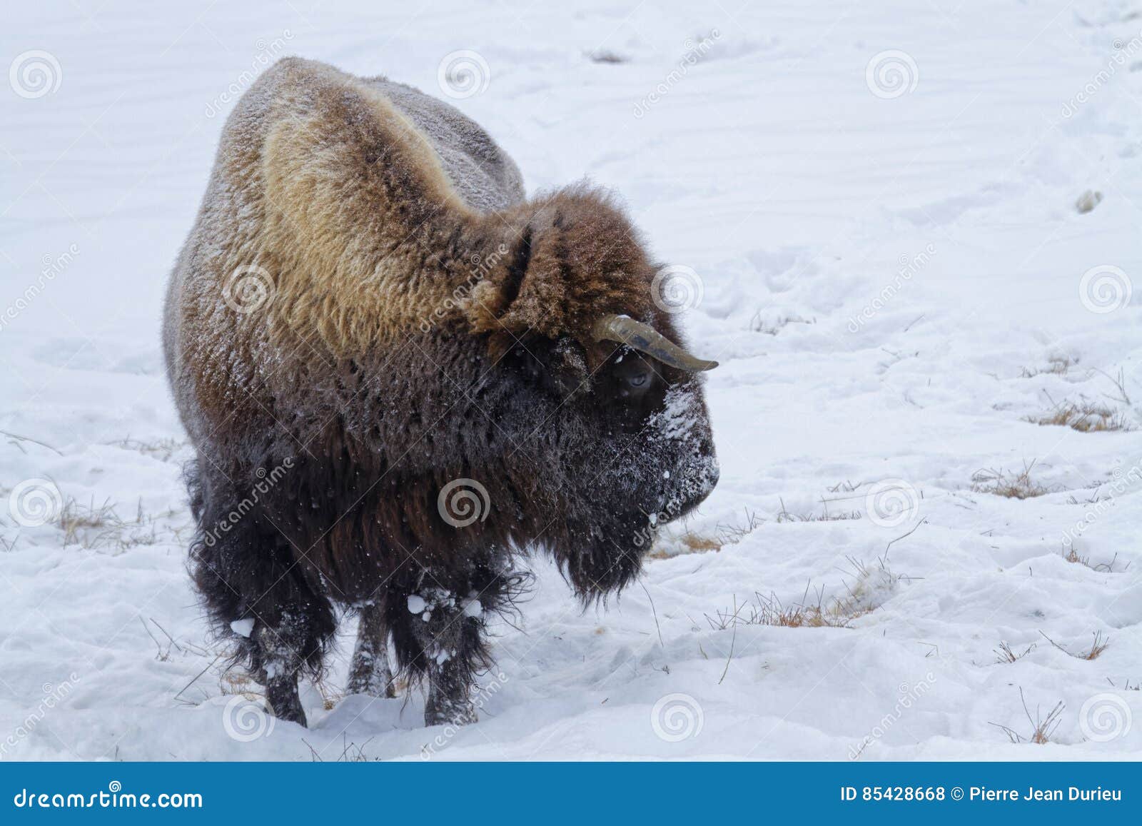 Bison in the snow stock photo. Image of mammal, snow - 85428668