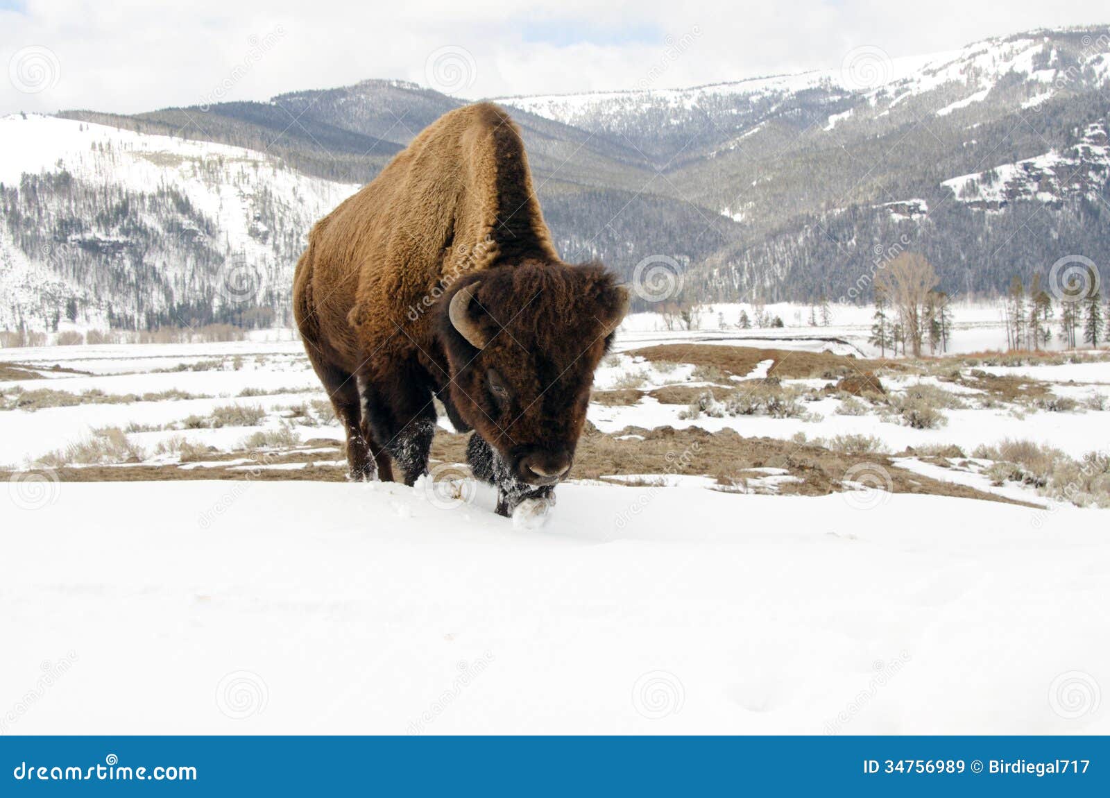 Bison in the Snow. Yellowstone National Park Stock Image - Image of ...