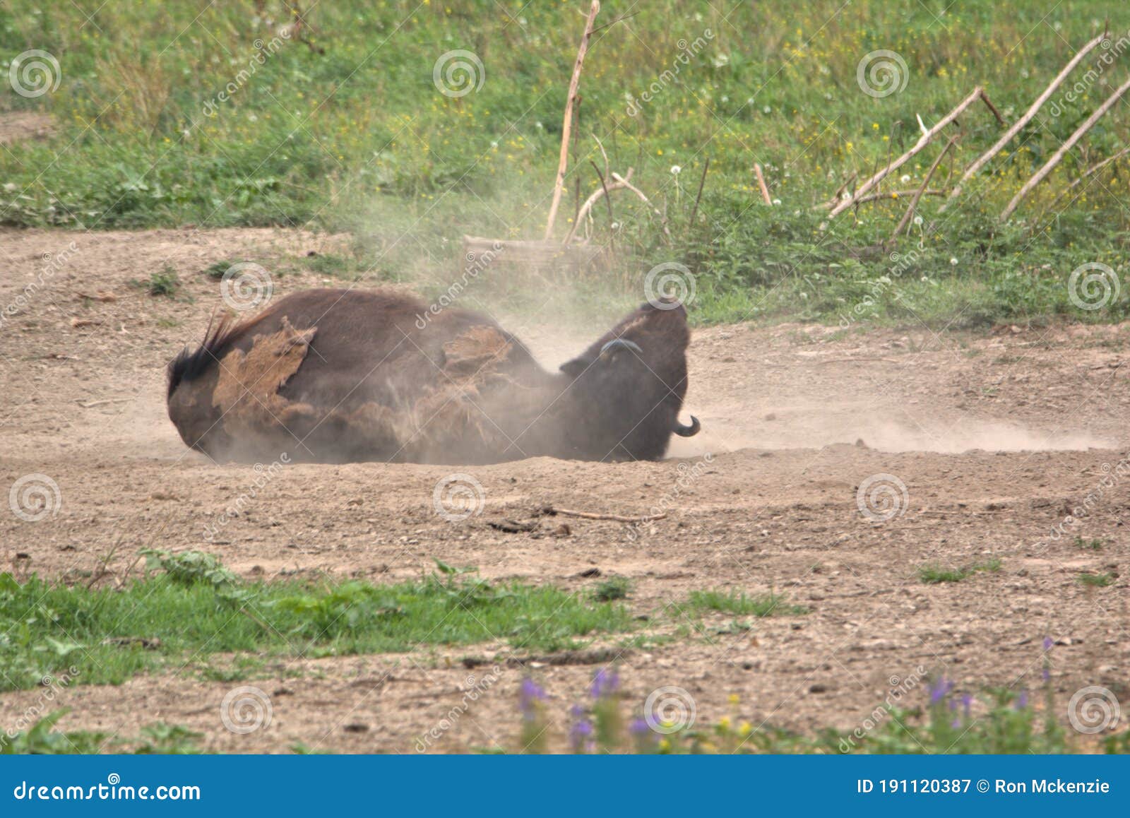 Bison or Sometimes Called Buffalo Rolling in the Dirt Stock Image ...