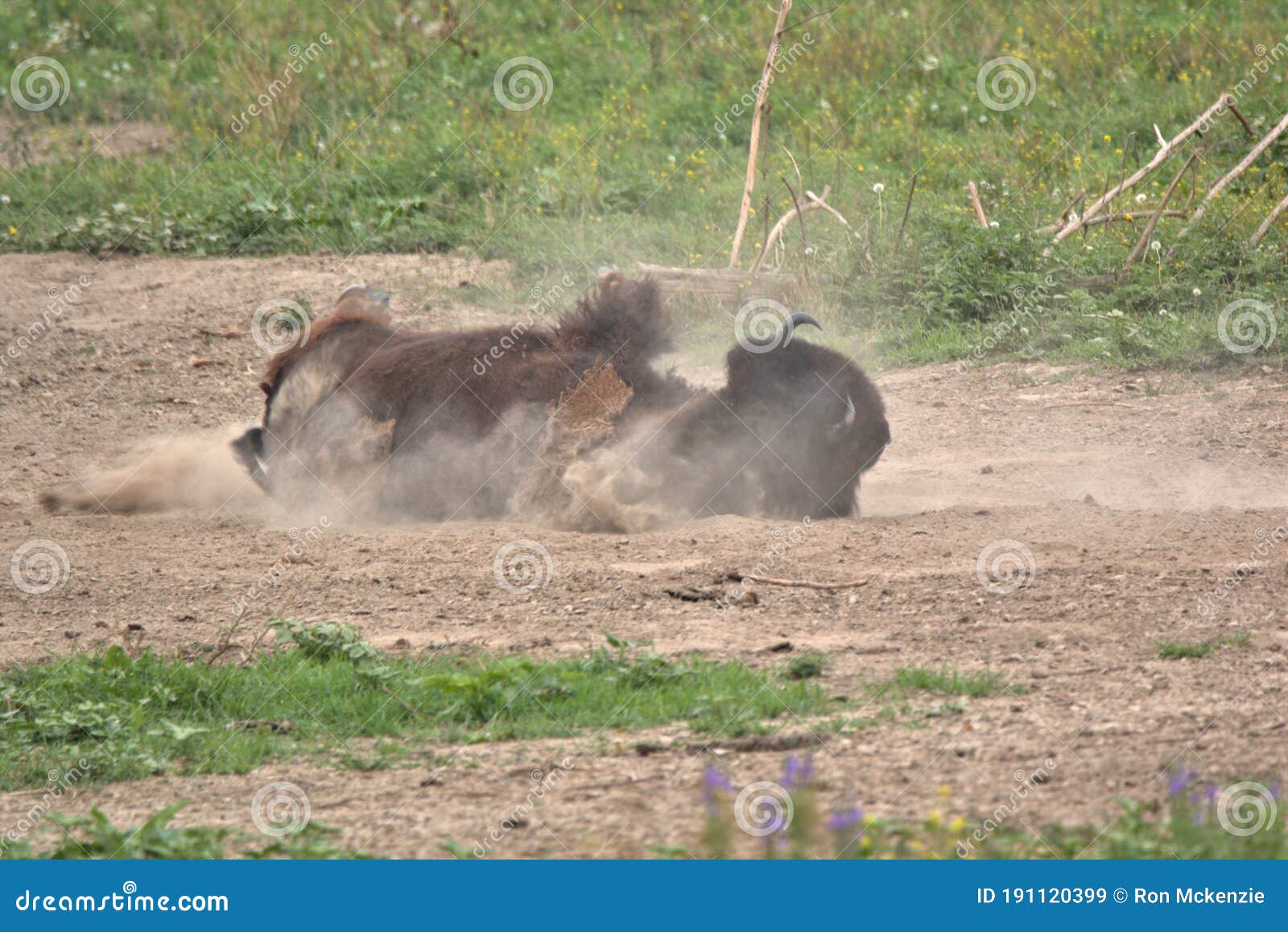 Bison or Sometimes Called Buffalo Rolling in the Dirt Stock Image ...