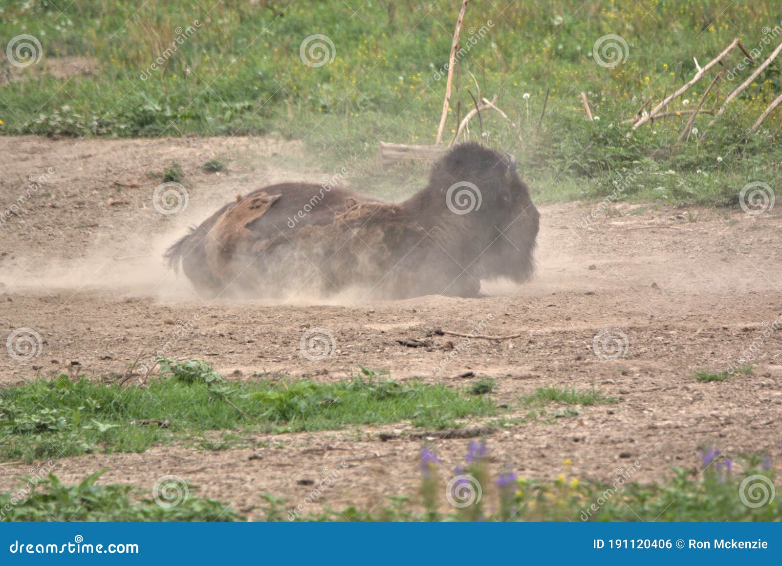 Bison or Sometimes Called Buffalo Rolling in the Dirt Stock Photo ...