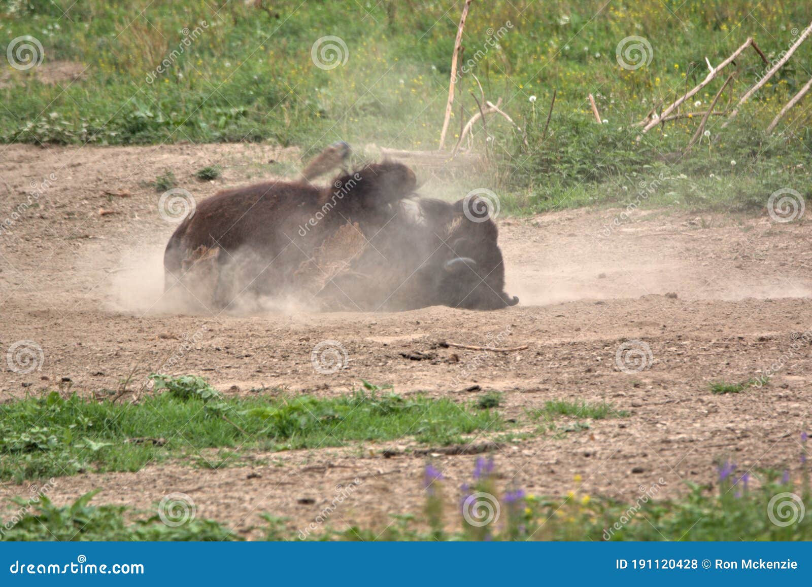 Bison or Sometimes Called Buffalo Rolling in the Dirt Stock Photo ...