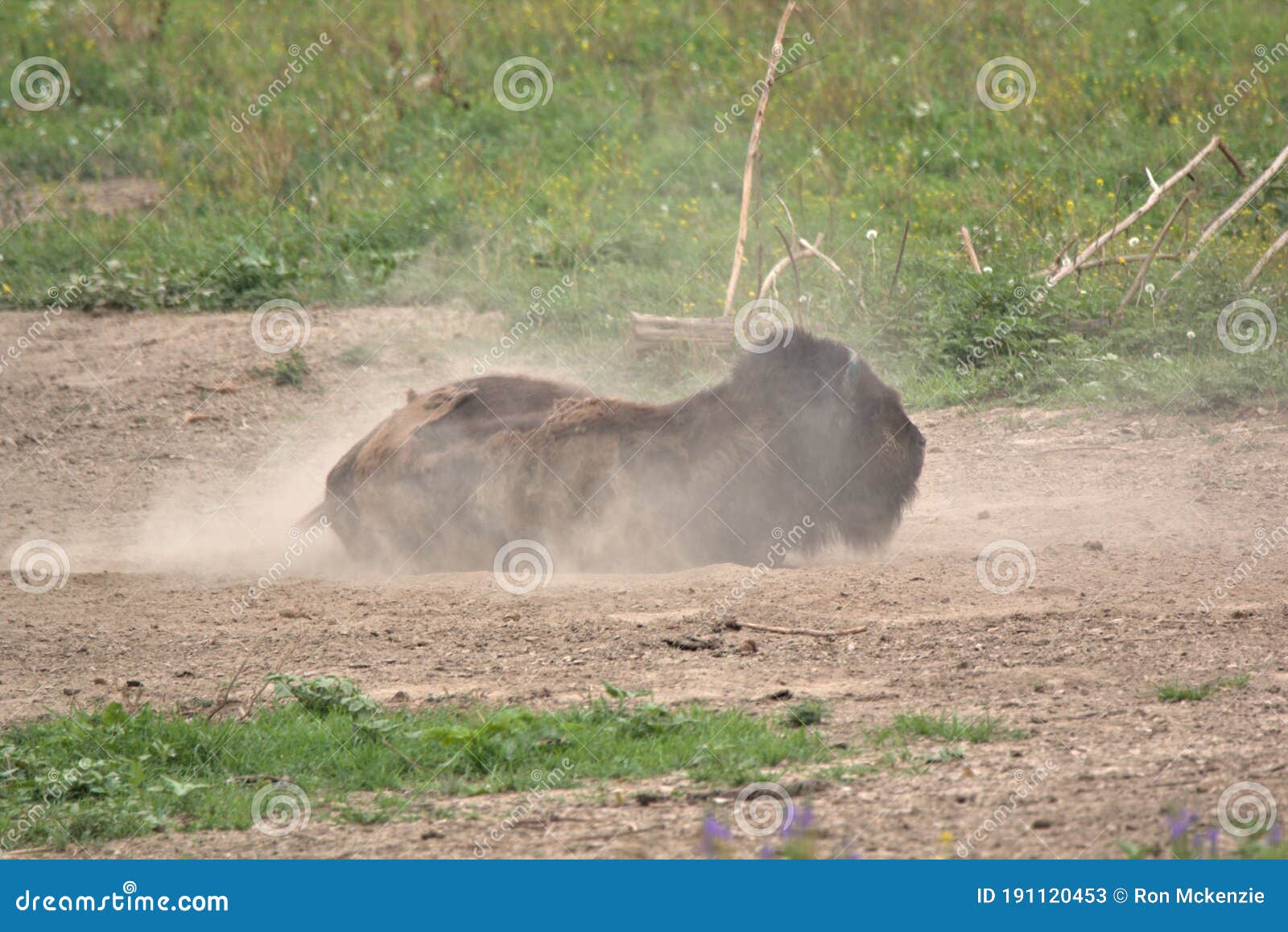 Bison or Sometimes Called Buffalo Rolling in the Dirt Stock Image ...