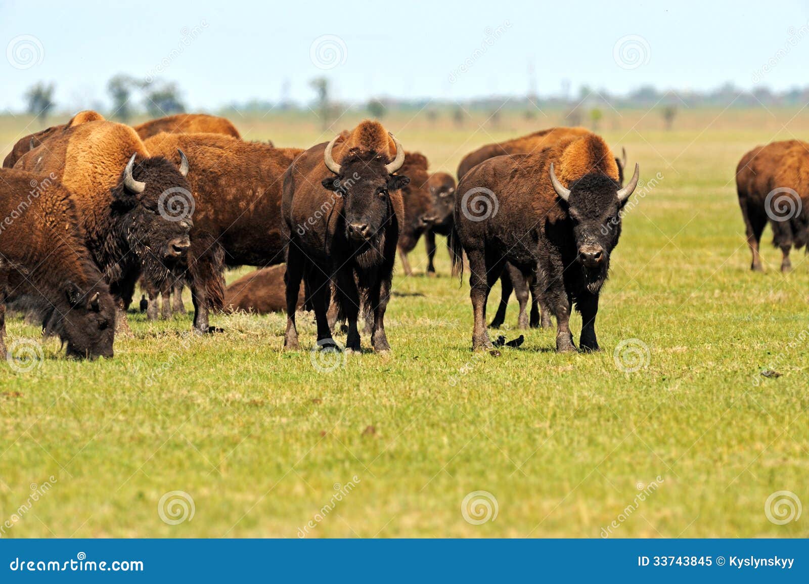 Bison stock image. Image of prairie, pairs, planteating - 33743845