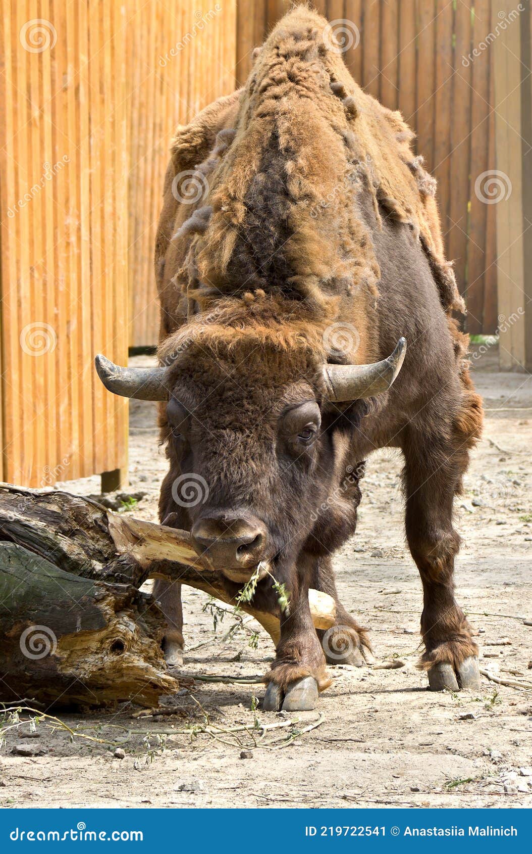 Bison during Spring Molting Near the Logs on Farm Stock Image - Image ...