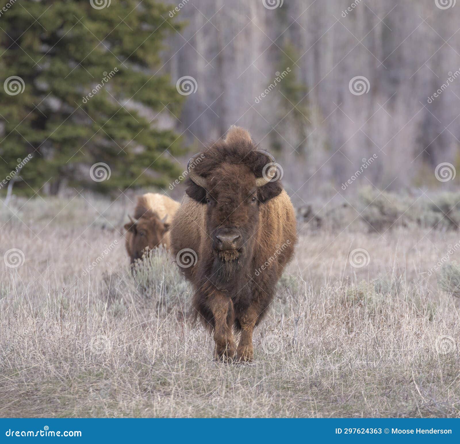 Bison Standing in Grass with Trees in Background Stock Image - Image of ...