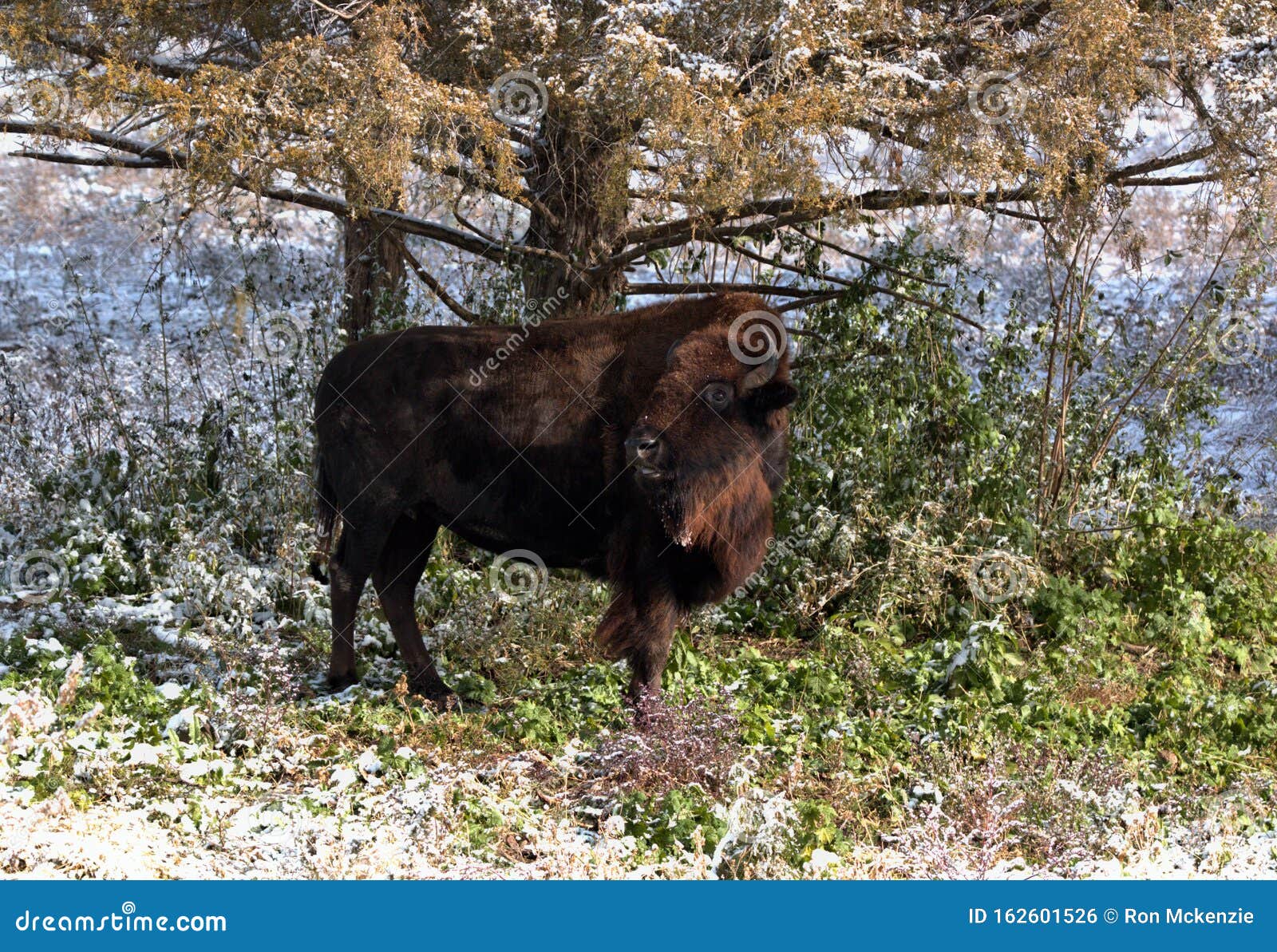 Bison Standing Under a Tree Covered with a Light Snow Stock Photo ...