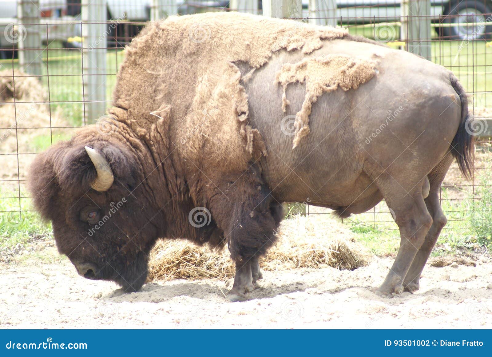 Bison stock photo. Image of bison, standing, wild, nativeamerican ...