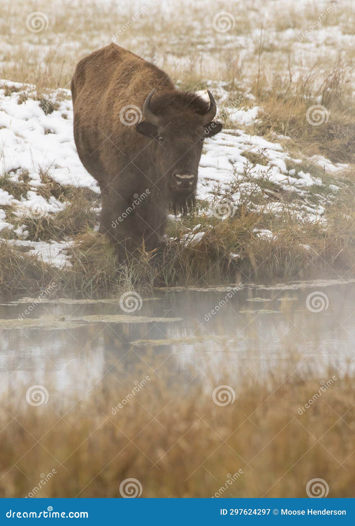 Bison Standing at Warm Spring with Fog Stock Image - Image of american ...