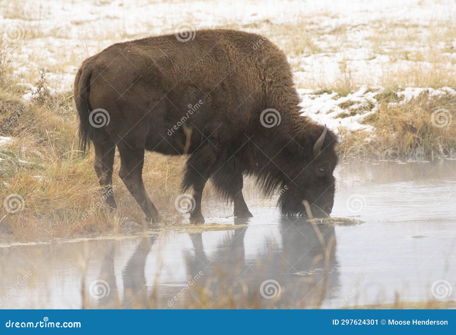 Bison Standing at Warm Spring with Fog Stock Image - Image of mammals ...