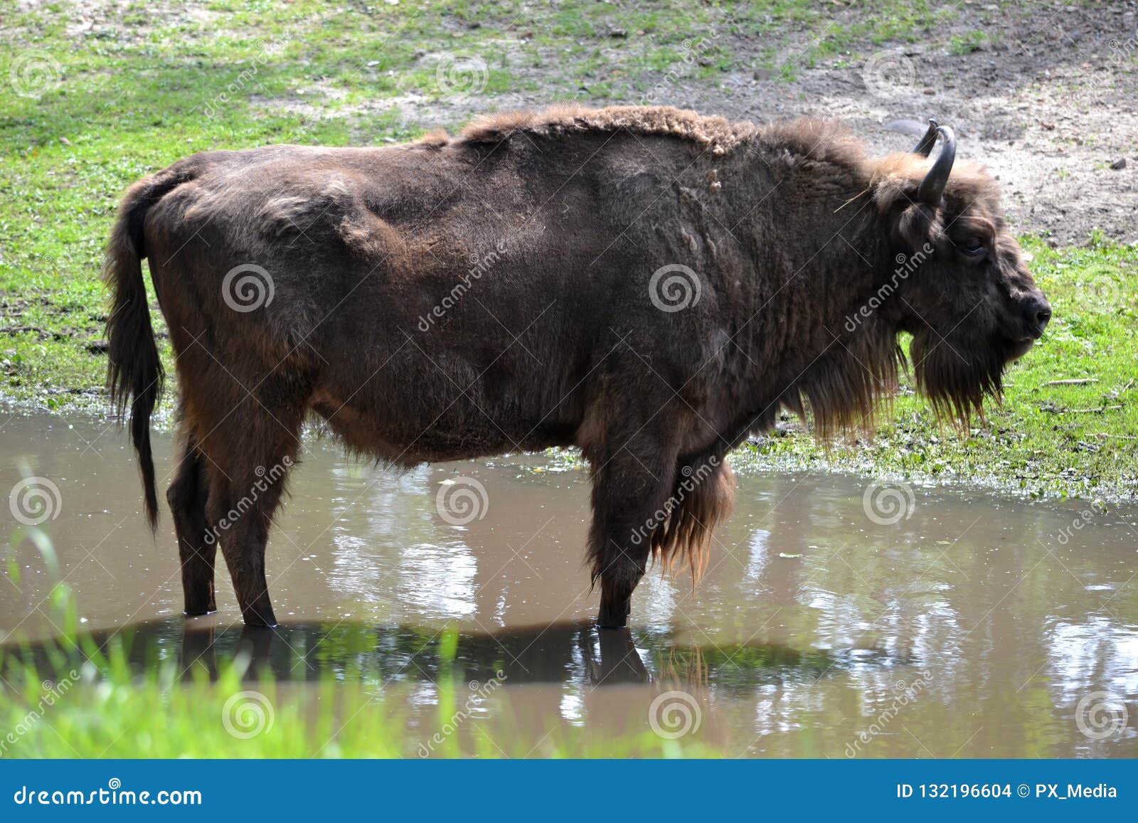 Bison standing in water stock photo. Image of bison - 132196604