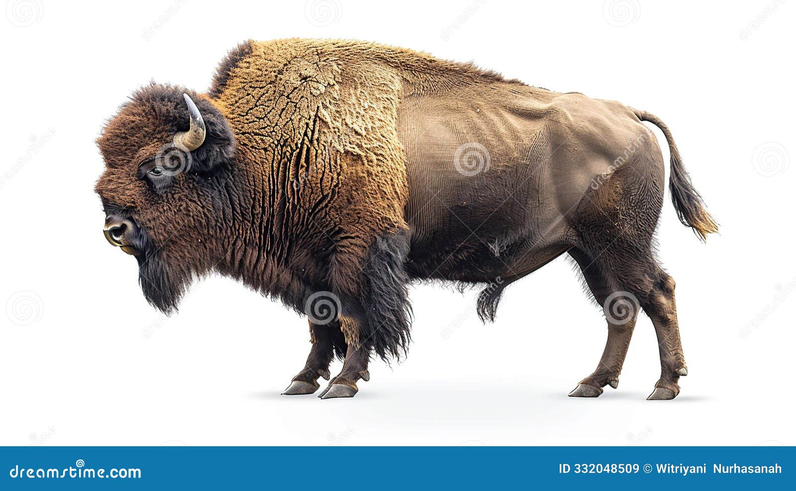 A Bison Standing on a White Background Stock Illustration ...