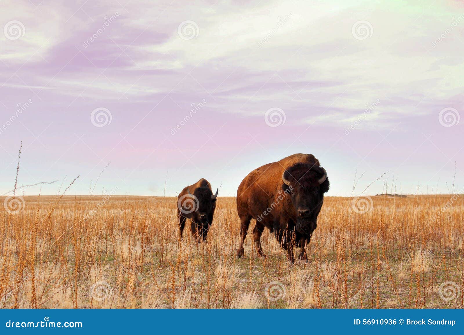 Bison Stare Down photo stock. Image du beau, down, bête - 56910936