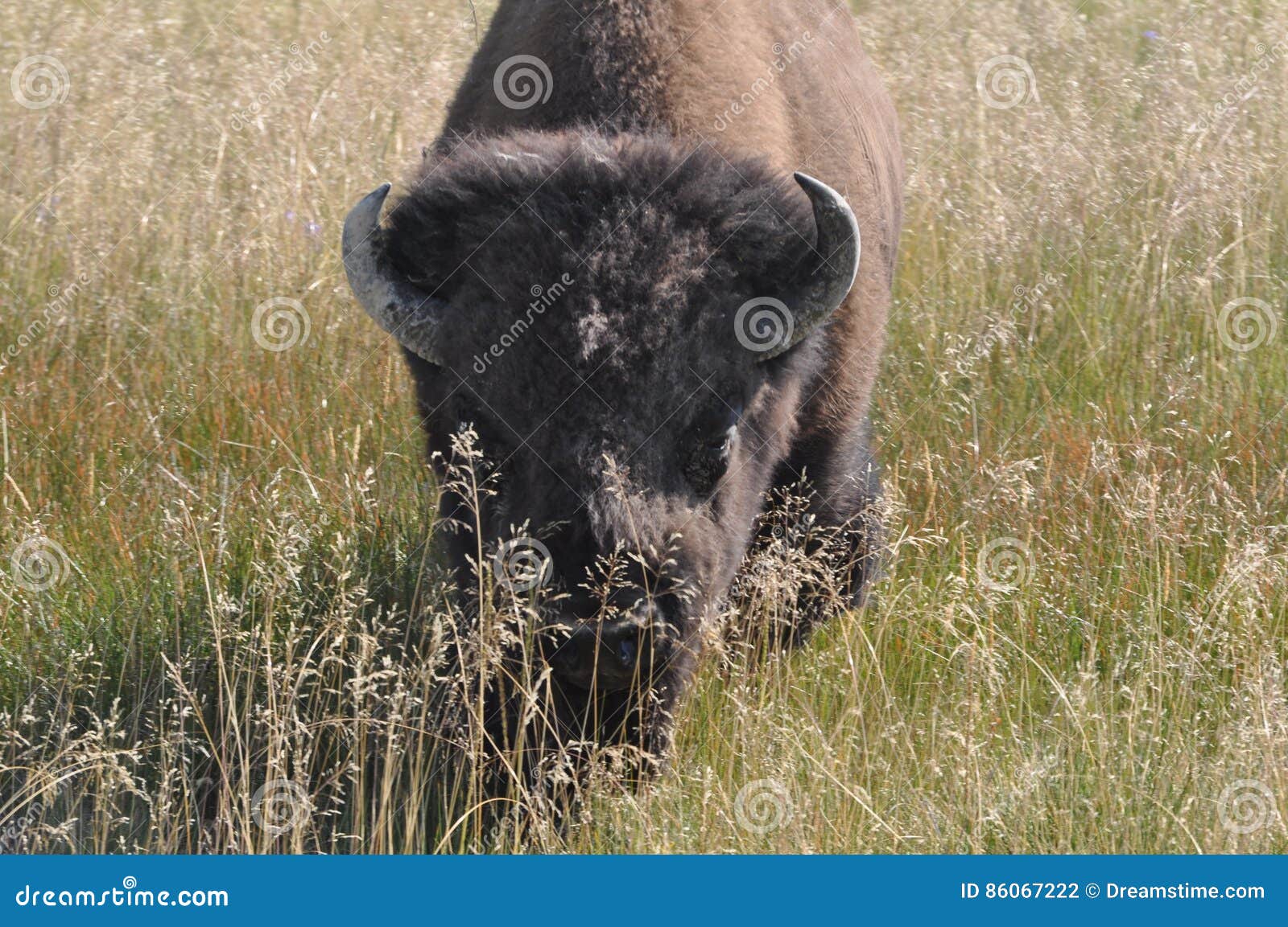 Bison stare down stock photo. Image of looking, staring - 86067222