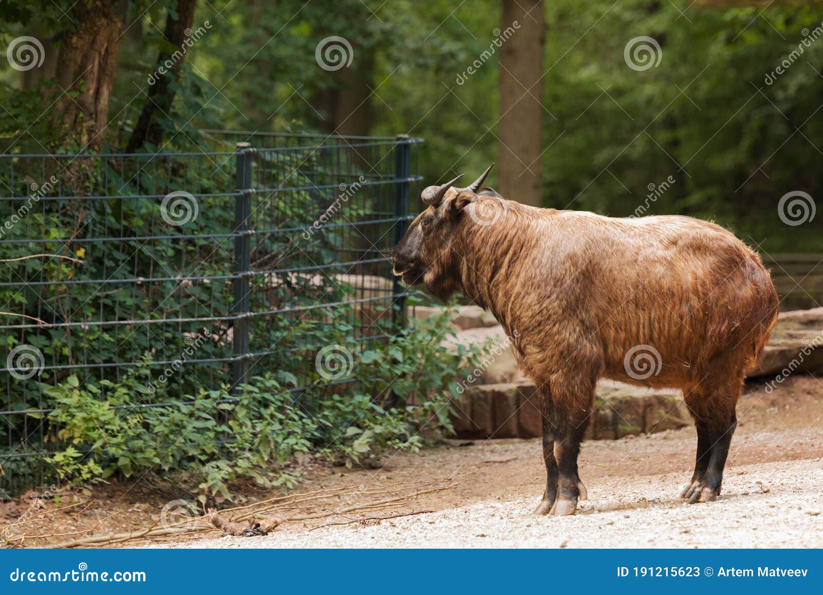 A Bison Staring at the Bushes. Stock Image - Image of forest, fauna ...