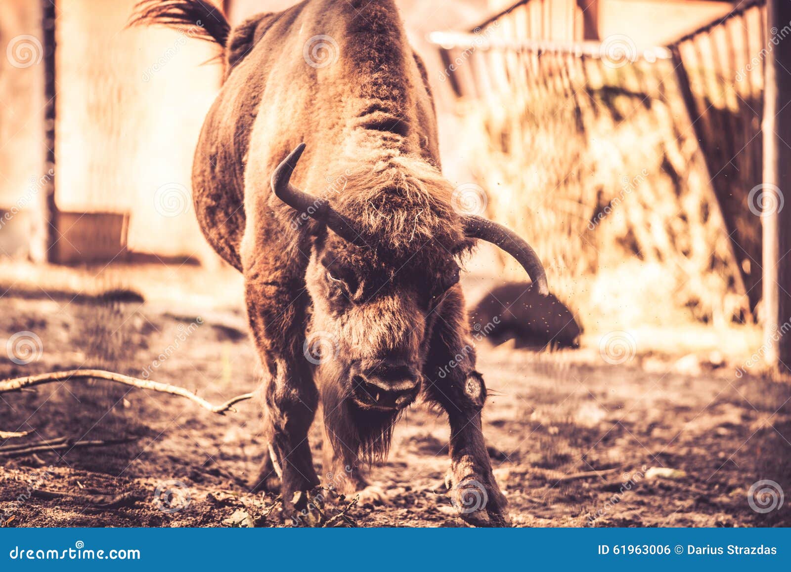 Strong Bison Stock Photography | CartoonDealer.com #11113952