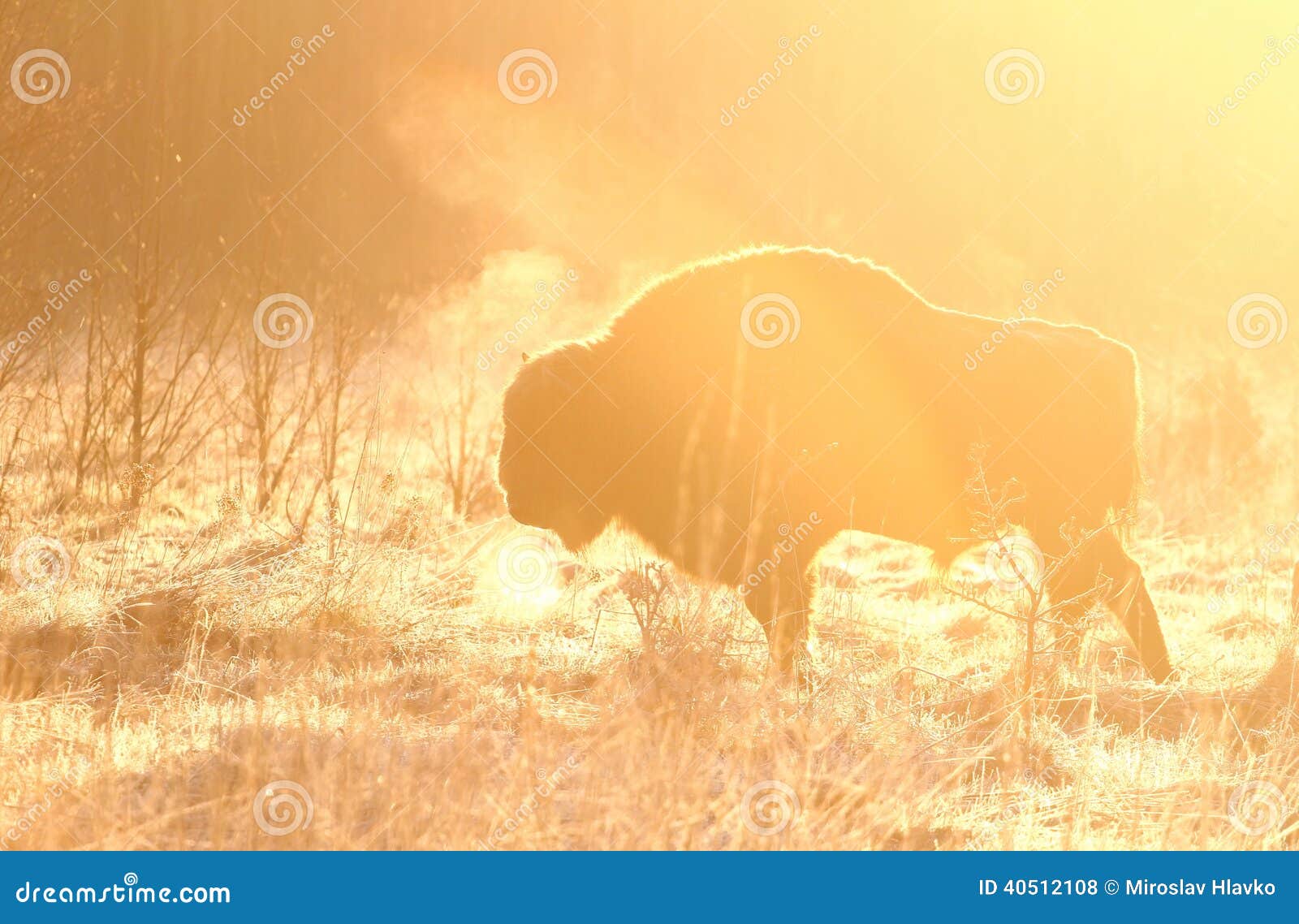 Bison in sunrise stock photo. Image of backlight, horn - 40512108