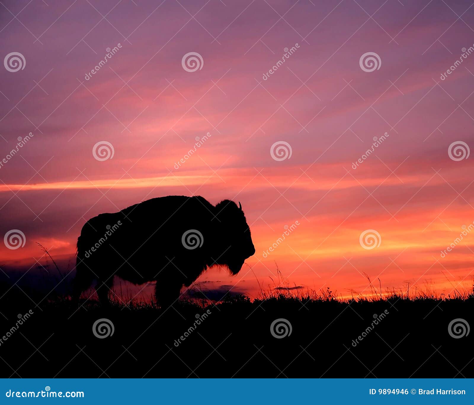 Bison Sunset stock photo. Image of stalwart, bull, solitude - 9894946