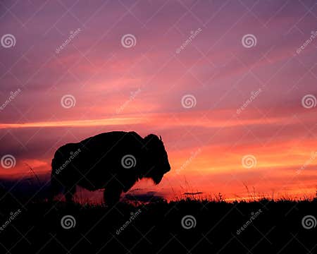 Bison Sunset stock photo. Image of stalwart, bull, solitude - 9894946