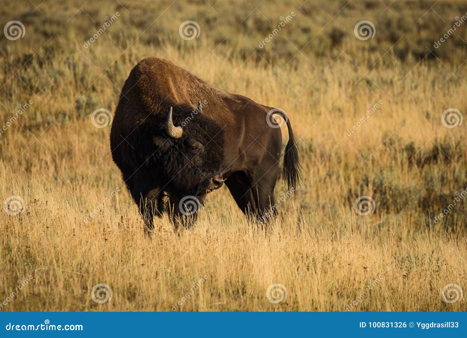 Bison in the sunset stock photo. Image of park, grazing - 100831326