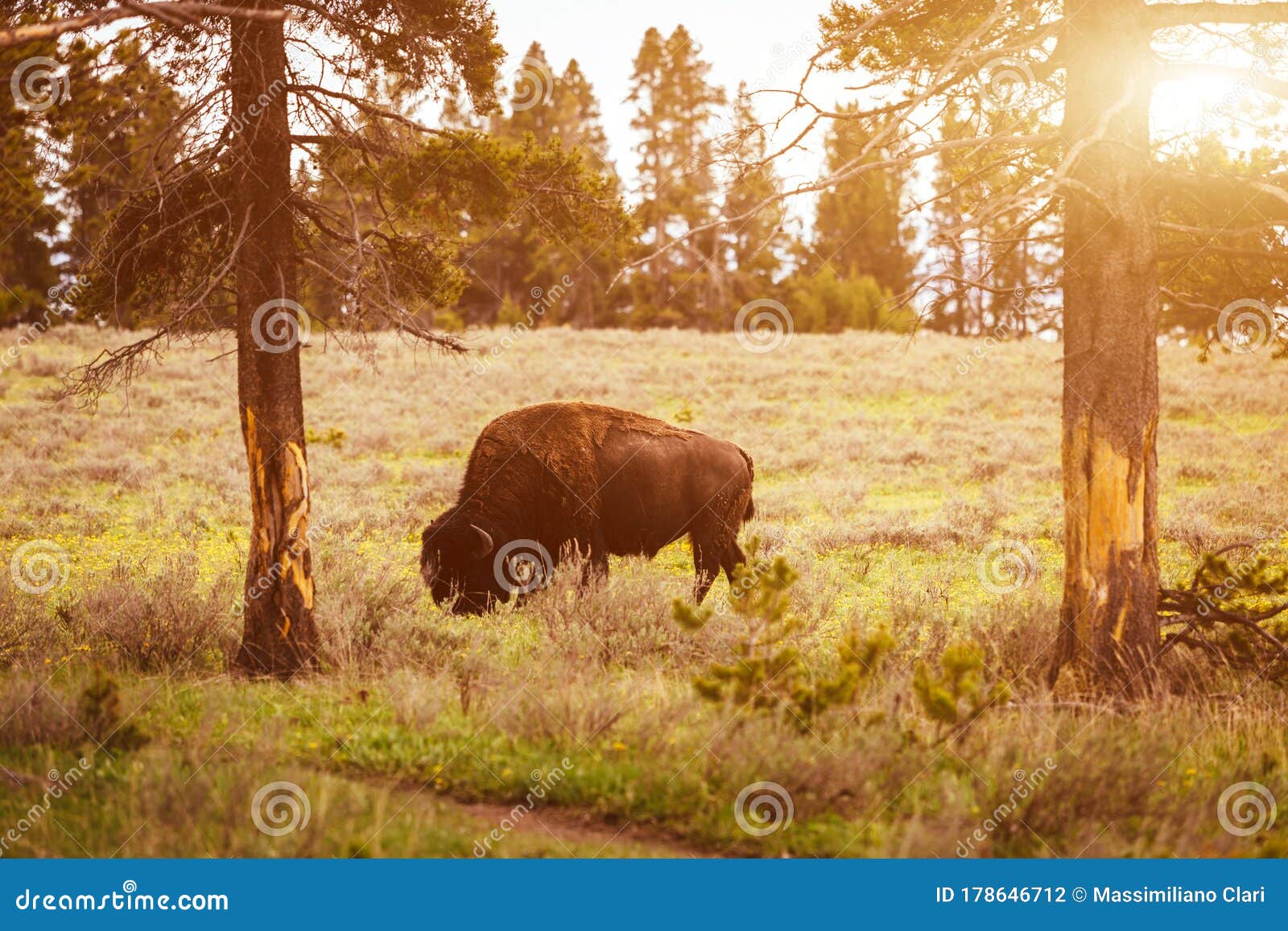 Bison at Sunset in Yellowstone National Park, USA Stock Photo - Image ...