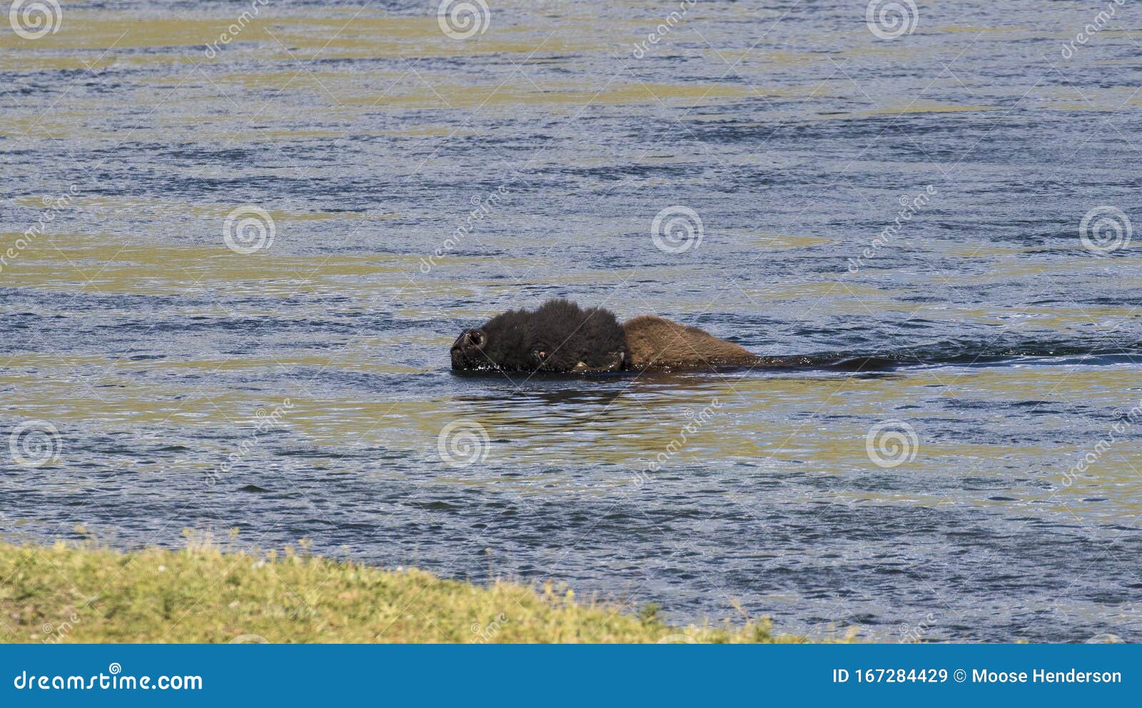 BISON SWIMMING in RIVER STOCK IMAGE Stock Image - Image of water ...
