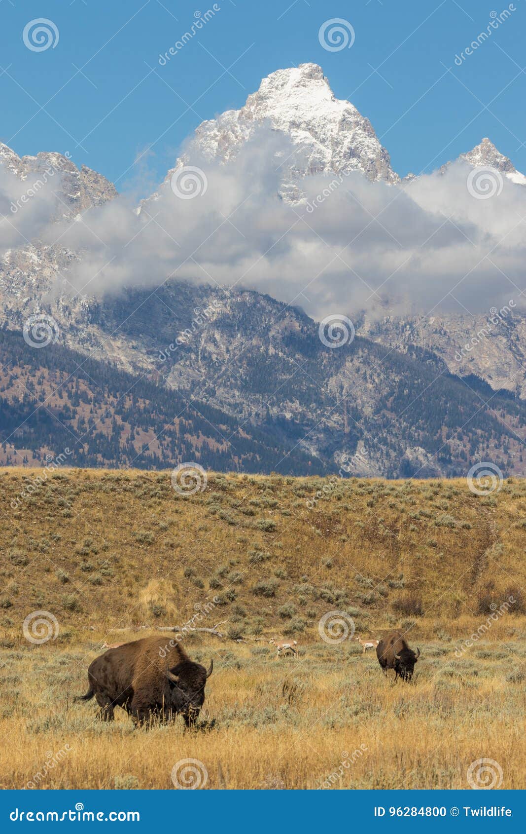 Bison in the Tetons stock photo. Image of national, animal - 96284800